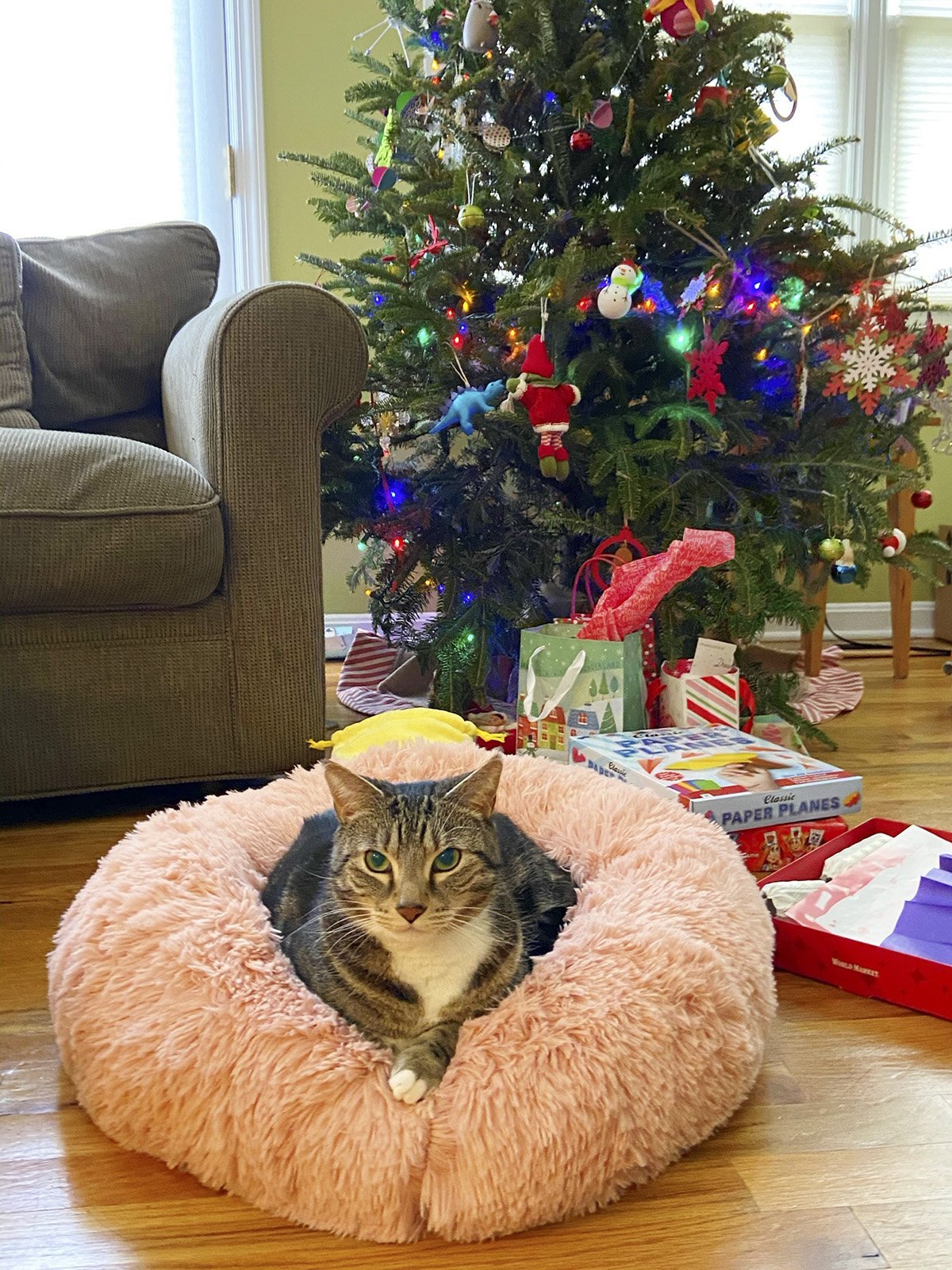 Critter Corner: Dash - Falls Church News-Press Online