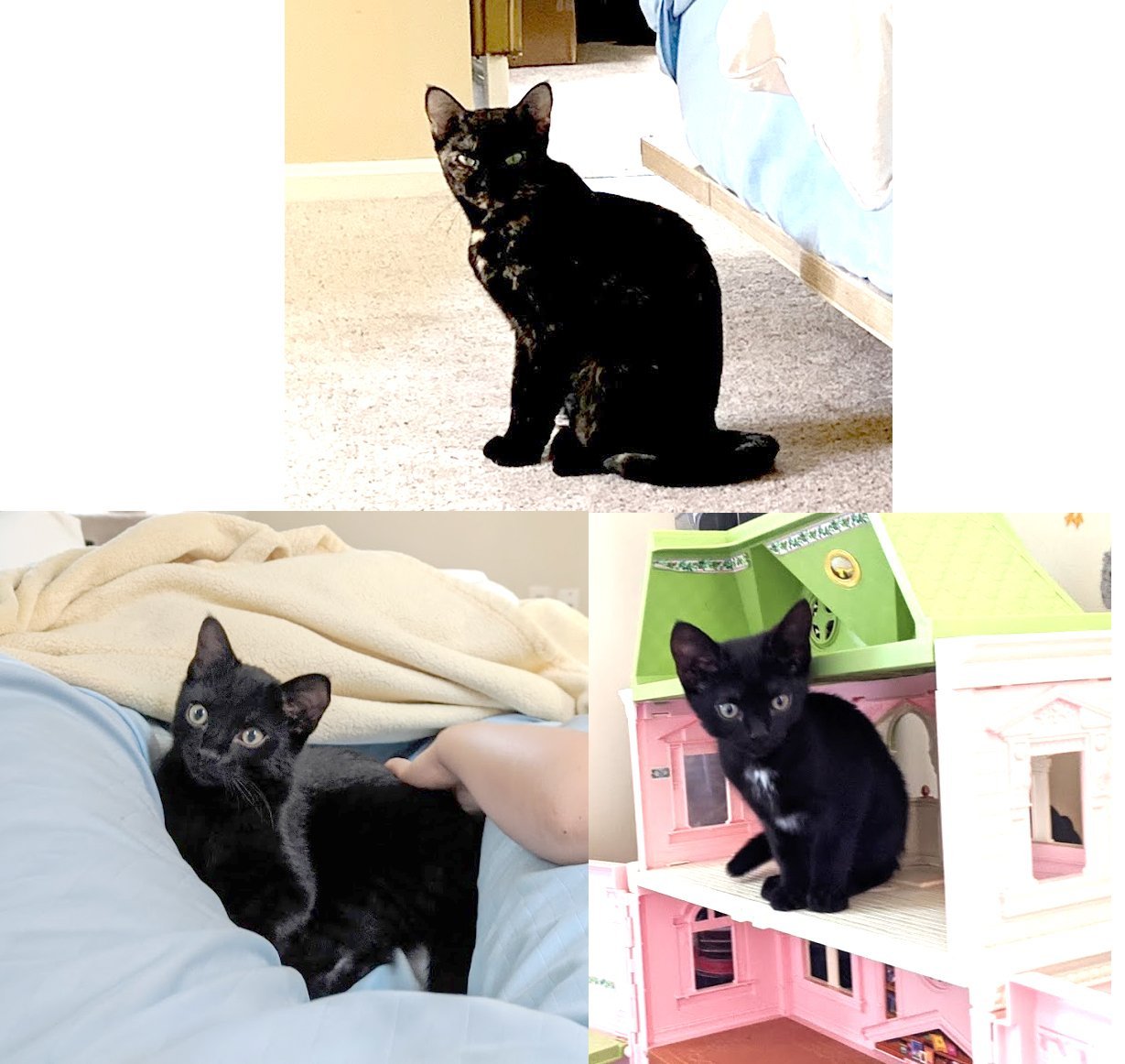 Critter Corner: “The Chicken Family” - Falls Church News-Press Online